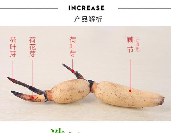 藕是莲的什么部位_藕和莲藕区别在哪-第3张图片-山城妙识 藕是莲的什么部位_藕和莲藕区别在哪-第3张图片-山城妙识