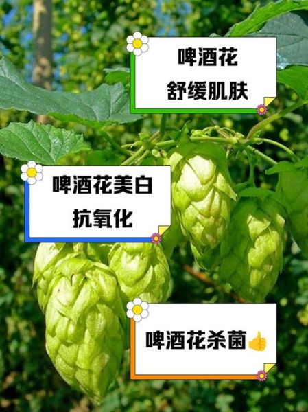 啤酒花制品有哪些_啤酒花制品怎么使用-第2张图片-山城妙识 啤酒花制品有哪些_啤酒花制品怎么使用-第2张图片-山城妙识