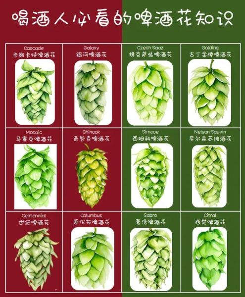 啤酒花制品有哪些_啤酒花制品怎么使用-第3张图片-山城妙识 啤酒花制品有哪些_啤酒花制品怎么使用-第3张图片-山城妙识