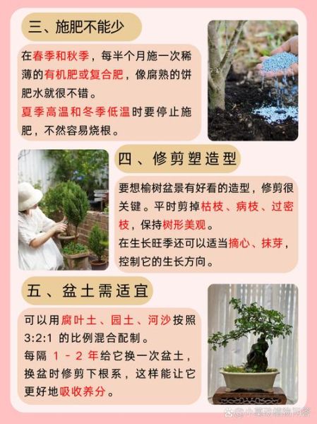 榆树盆景寓意是什么_如何养护榆树盆景-第1张图片-山城妙识 榆树盆景寓意是什么_如何养护榆树盆景-第1张图片-山城妙识