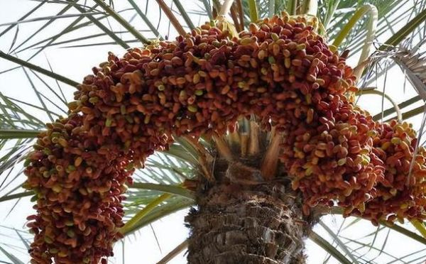 伊拉克蜜枣事件是什么_伊拉克蜜枣核辐射真相-第3张图片-山城妙识 伊拉克蜜枣事件是什么_伊拉克蜜枣核辐射真相-第3张图片-山城妙识