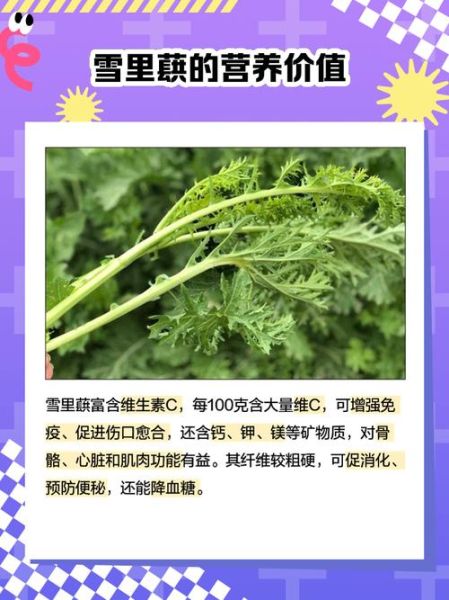 雪里蕻长什么样子_雪里蕻和雪菜的区别-第2张图片-山城妙识 雪里蕻长什么样子_雪里蕻和雪菜的区别-第2张图片-山城妙识