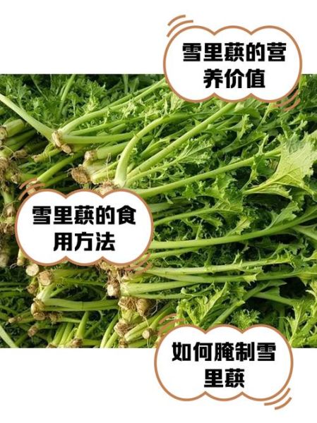 雪里蕻长什么样子_雪里蕻和雪菜的区别-第3张图片-山城妙识 雪里蕻长什么样子_雪里蕻和雪菜的区别-第3张图片-山城妙识