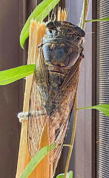 知了怎么叫_知了叫声像什么-第3张图片-山城妙识