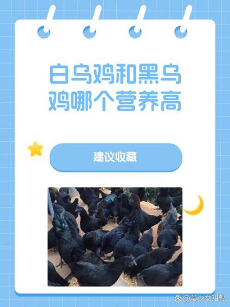 黑鸡和乌鸡的区别_哪个营养价值更高-第1张图片-山城妙识 黑鸡和乌鸡的区别_哪个营养价值更高-第1张图片-山城妙识