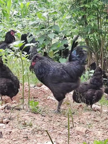 黑鸡和乌鸡的区别_哪个营养价值更高-第2张图片-山城妙识 黑鸡和乌鸡的区别_哪个营养价值更高-第2张图片-山城妙识