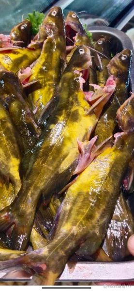 黄嘎鱼怎么做好吃_黄嘎鱼的家常做法-第1张图片-山城妙识