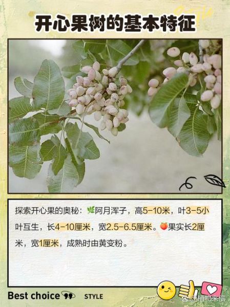 开心果果树长什么样_开心果果树图片怎么识别-第3张图片-山城妙识 开心果果树长什么样_开心果果树图片怎么识别-第3张图片-山城妙识