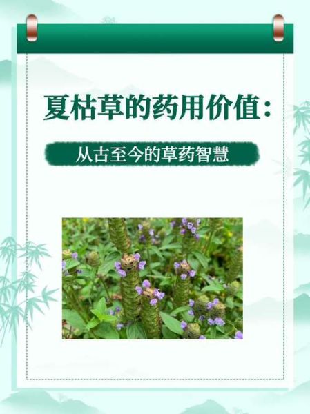 夏枯草的功效与作用_夏枯草可以长期喝吗-第2张图片-山城妙识 夏枯草的功效与作用_夏枯草可以长期喝吗-第2张图片-山城妙识