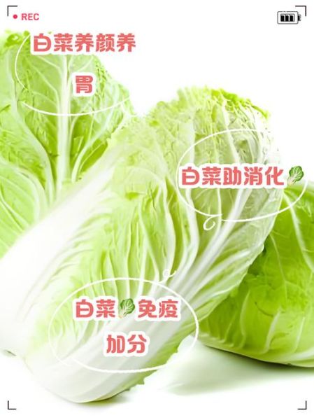 白菜功效_吃白菜能减肥吗-第1张图片-山城妙识 白菜功效_吃白菜能减肥吗-第1张图片-山城妙识