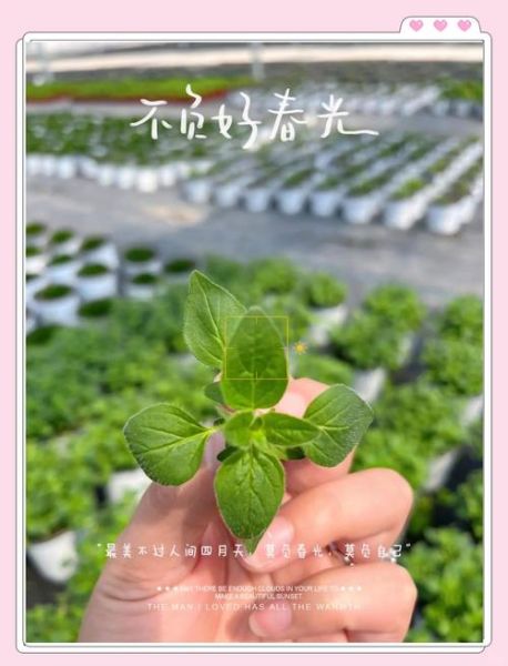 牛至叶是什么调料_牛至叶怎么用-第1张图片-山城妙识 牛至叶是什么调料_牛至叶怎么用-第1张图片-山城妙识