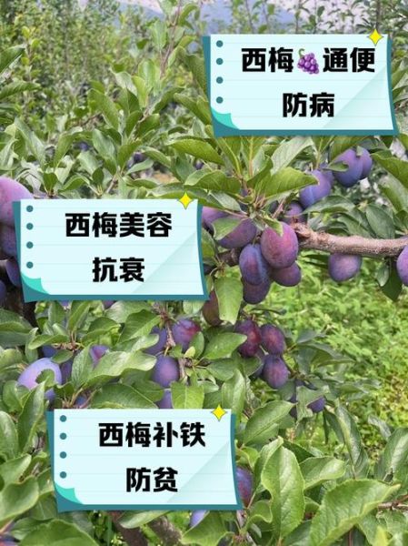 西梅的功效与作用_西梅是寒性的吗-第1张图片-山城妙识 西梅的功效与作用_西梅是寒性的吗-第1张图片-山城妙识