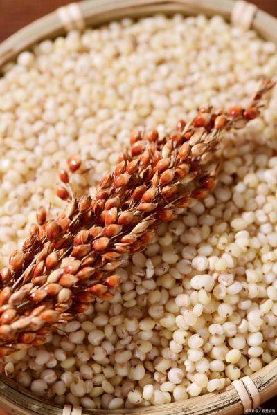 高粱米的功效与作用禁忌_什么人不能吃高粱米-第3张图片-山城妙识