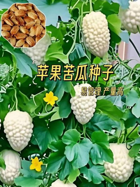 白玉苦瓜是什么_白玉苦瓜怎么种-第1张图片-山城妙识
