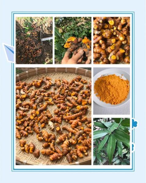 咖喱粉最佳配方_如何调配正宗咖喱粉-第3张图片-山城妙识