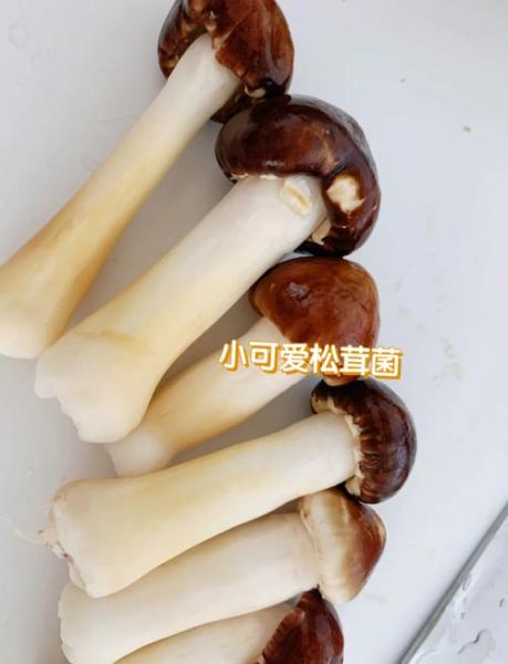 鲜松茸炒要焯水吗_松茸焯水后口感会变差吗-第1张图片-山城妙识 鲜松茸炒要焯水吗_松茸焯水后口感会变差吗-第1张图片-山城妙识