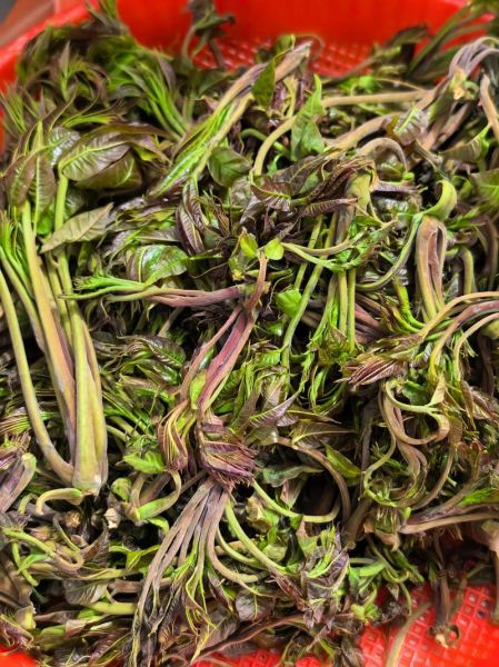 高血压能吃香椿芽吗_香椿芽升血压真相-第1张图片-山城妙识