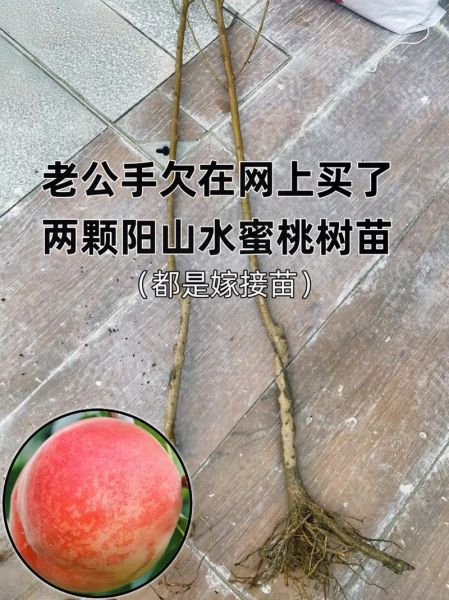 无锡水蜜桃产地在哪里_正宗阳山水蜜桃怎么辨别-第3张图片-山城妙识 无锡水蜜桃产地在哪里_正宗阳山水蜜桃怎么辨别-第3张图片-山城妙识