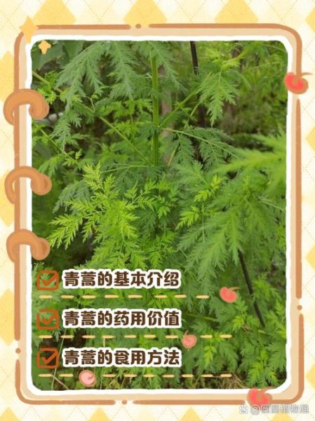 青蒿素是什么植物提取的_青蒿素提取自哪种植物-第1张图片-山城妙识