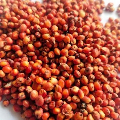 高粱价格最新行情走势_高粱多少钱一斤-第3张图片-山城妙识 高粱价格最新行情走势_高粱多少钱一斤-第3张图片-山城妙识