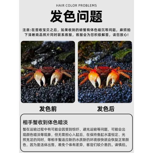 观赏蟹怎么养_观赏蟹能活多久-第1张图片-山城妙识 观赏蟹怎么养_观赏蟹能活多久-第1张图片-山城妙识