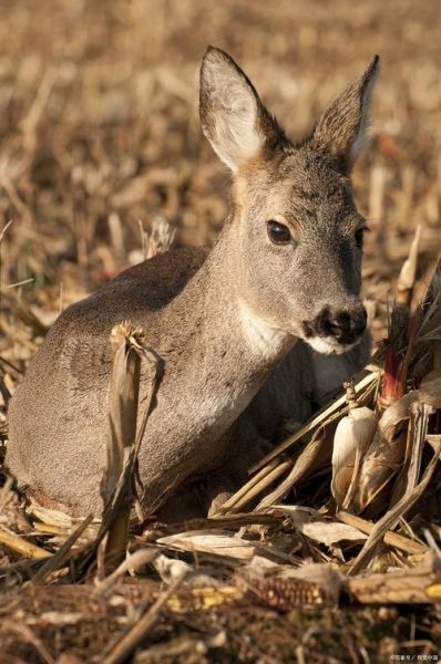 獐子是什么动物_獐子长什么样-第2张图片-山城妙识 獐子是什么动物_獐子长什么样-第2张图片-山城妙识