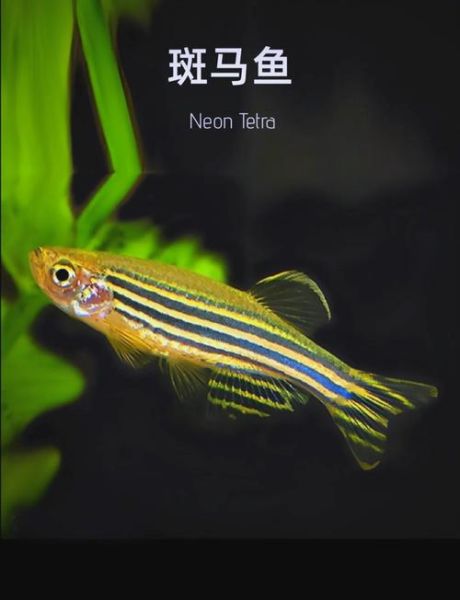 斑马鱼为什么叫流氓鱼_斑马鱼是流氓鱼吗-第1张图片-山城妙识 斑马鱼为什么叫流氓鱼_斑马鱼是流氓鱼吗-第1张图片-山城妙识