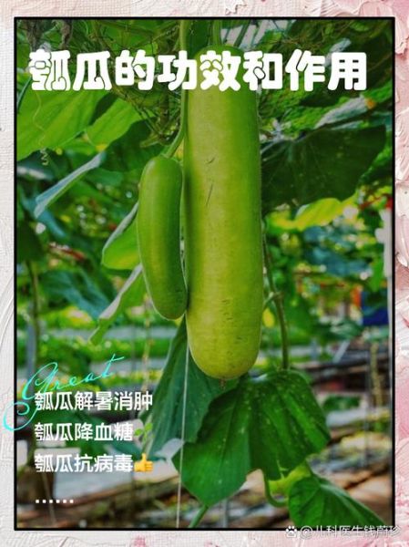 瓠瓜的营养价值与功效_糖尿病人能吃吗-第1张图片-山城妙识 瓠瓜的营养价值与功效_糖尿病人能吃吗-第1张图片-山城妙识