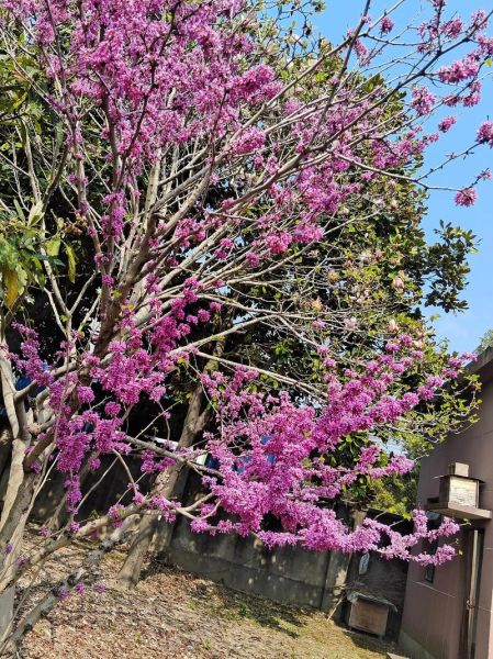 红花图片高清壁纸哪里找_红花图片怎么拍才好看-第2张图片-山城妙识 红花图片高清壁纸哪里找_红花图片怎么拍才好看-第2张图片-山城妙识