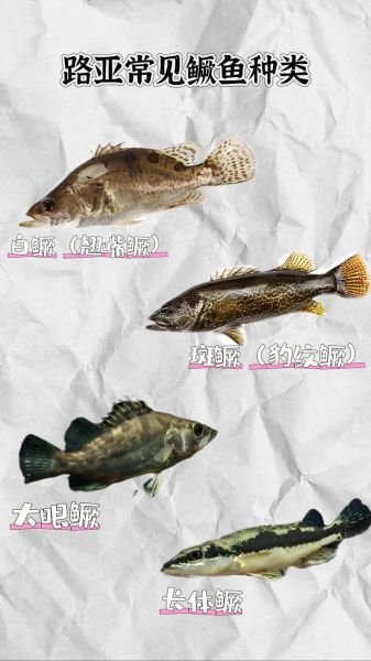 鳜鱼有几种怎么区别_鳜鱼品种识别方法-第3张图片-山城妙识 鳜鱼有几种怎么区别_鳜鱼品种识别方法-第3张图片-山城妙识