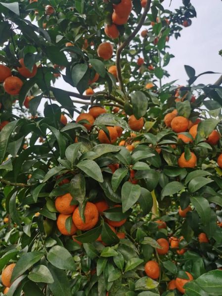 砂糖橘怎么挑选_砂糖橘图片怎么看新鲜度-第2张图片-山城妙识 砂糖橘怎么挑选_砂糖橘图片怎么看新鲜度-第2张图片-山城妙识