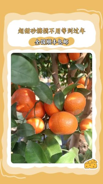 砂糖橘怎么挑选_砂糖橘图片怎么看新鲜度-第3张图片-山城妙识 砂糖橘怎么挑选_砂糖橘图片怎么看新鲜度-第3张图片-山城妙识