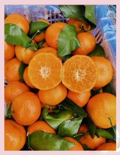 砂糖橘怎么挑选_砂糖橘图片怎么看新鲜度-第1张图片-山城妙识 砂糖橘怎么挑选_砂糖橘图片怎么看新鲜度-第1张图片-山城妙识