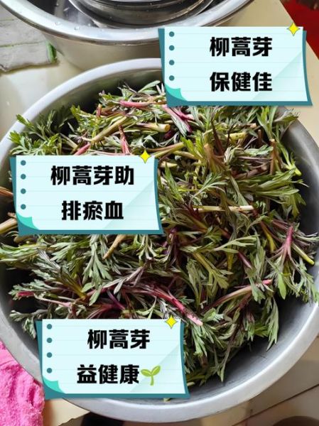 柳蒿芽怎么吃_柳蒿芽的功效与作用-第1张图片-山城妙识 柳蒿芽怎么吃_柳蒿芽的功效与作用-第1张图片-山城妙识