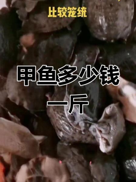 菜市场甲鱼多少钱一斤_活甲鱼价格怎么区分-第1张图片-山城妙识 菜市场甲鱼多少钱一斤_活甲鱼价格怎么区分-第1张图片-山城妙识
