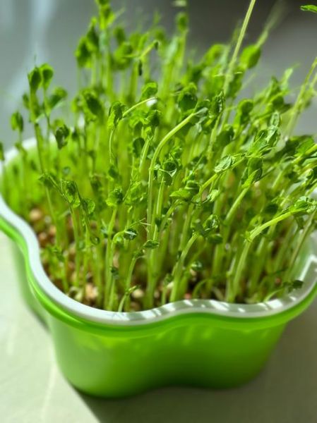 豆苗怎么种_豆苗种植多久可以收割-第2张图片-山城妙识 豆苗怎么种_豆苗种植多久可以收割-第2张图片-山城妙识