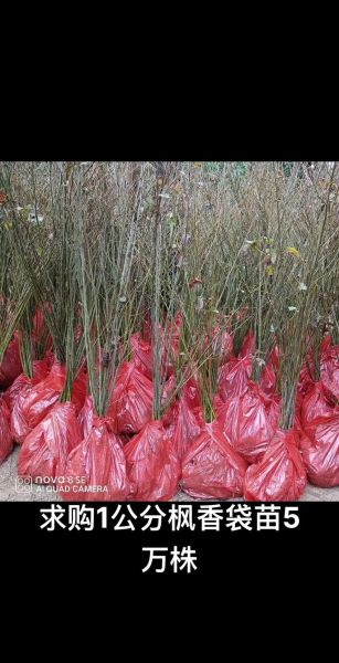 香叶树苗多少钱一棵_香叶树苗价格行情-第2张图片-山城妙识 香叶树苗多少钱一棵_香叶树苗价格行情-第2张图片-山城妙识