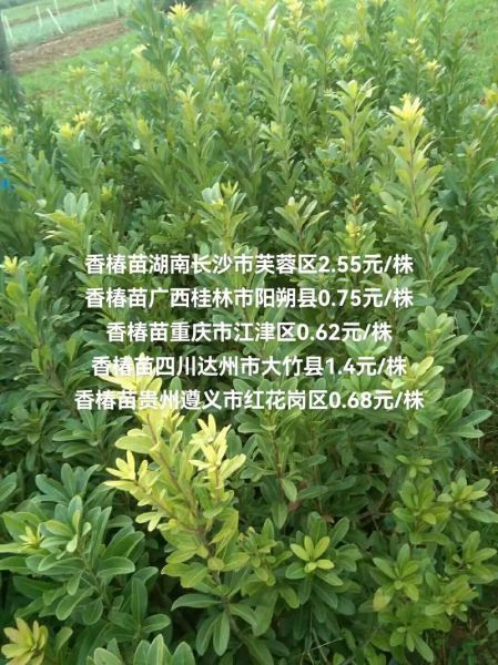香叶树苗多少钱一棵_香叶树苗价格行情-第1张图片-山城妙识 香叶树苗多少钱一棵_香叶树苗价格行情-第1张图片-山城妙识