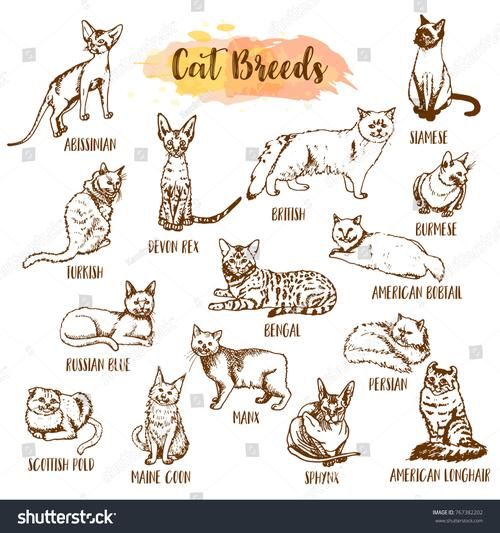 how_to_take_care_of_a_cat_what_do_cats_eat-第2张图片-山城妙识 how_to_take_care_of_a_cat_what_do_cats_eat-第2张图片-山城妙识