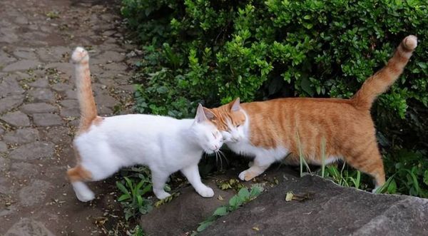 how_to_take_care_of_a_cat_what_do_cats_eat-第3张图片-山城妙识 how_to_take_care_of_a_cat_what_do_cats_eat-第3张图片-山城妙识