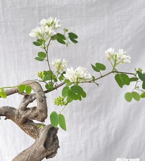 羊蹄甲盆景怎么养_羊蹄甲盆景修剪技巧-第1张图片-山城妙识 羊蹄甲盆景怎么养_羊蹄甲盆景修剪技巧-第1张图片-山城妙识