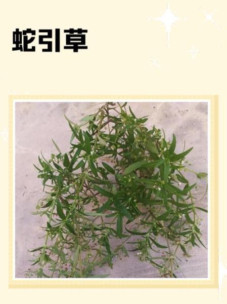 蛇舌草有几种图片_蛇舌草品种图片大全-第3张图片-山城妙识 蛇舌草有几种图片_蛇舌草品种图片大全-第3张图片-山城妙识