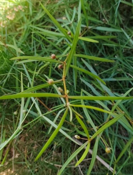 蛇舌草有几种图片_蛇舌草品种图片大全-第2张图片-山城妙识 蛇舌草有几种图片_蛇舌草品种图片大全-第2张图片-山城妙识