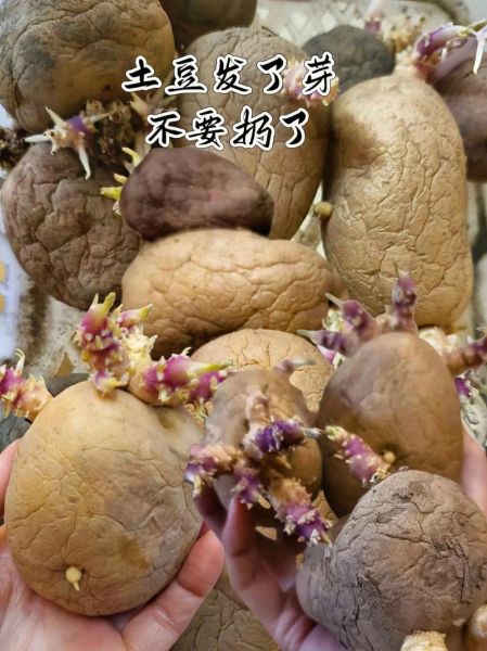 马铃薯怎么保存不发芽_马铃薯发芽了还能吃吗-第1张图片-山城妙识 马铃薯怎么保存不发芽_马铃薯发芽了还能吃吗-第1张图片-山城妙识