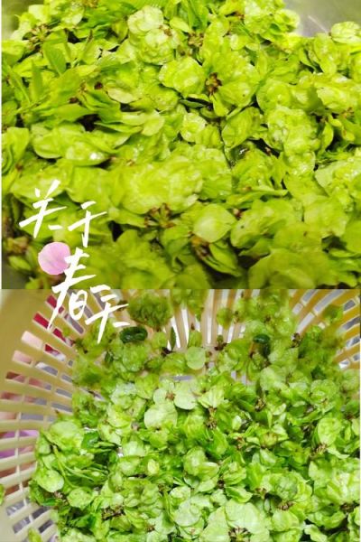 蒸榆钱的功效与作用_蒸榆钱怎么做才好吃-第1张图片-山城妙识