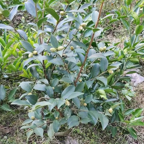 油茶树苗多少钱一棵_油茶树苗价格影响因素-第1张图片-山城妙识 油茶树苗多少钱一棵_油茶树苗价格影响因素-第1张图片-山城妙识