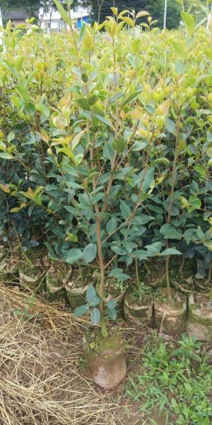 油茶树苗多少钱一棵_油茶树苗价格影响因素-第3张图片-山城妙识 油茶树苗多少钱一棵_油茶树苗价格影响因素-第3张图片-山城妙识