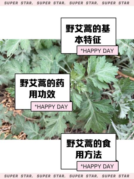 艾叶对男性功能有用吗_艾叶能提高性功能吗-第3张图片-山城妙识 艾叶对男性功能有用吗_艾叶能提高性功能吗-第3张图片-山城妙识