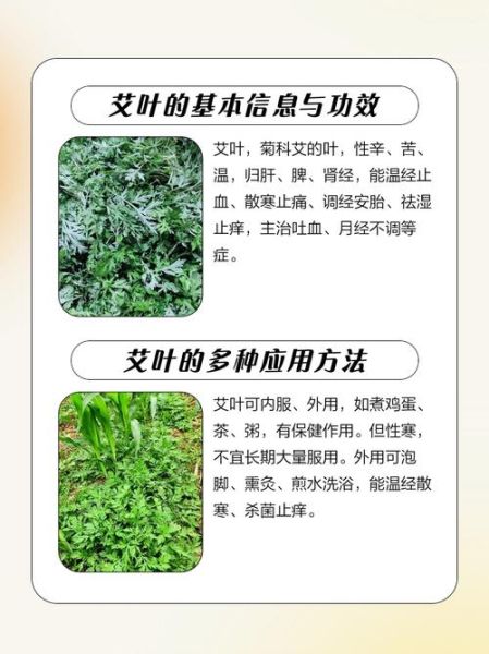 艾叶对男性功能有用吗_艾叶能提高性功能吗-第2张图片-山城妙识 艾叶对男性功能有用吗_艾叶能提高性功能吗-第2张图片-山城妙识