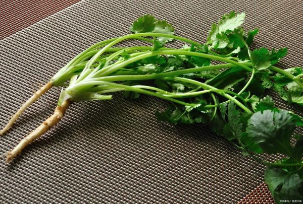 芫荽图片大全大图_芫荽长什么样-第2张图片-山城妙识
